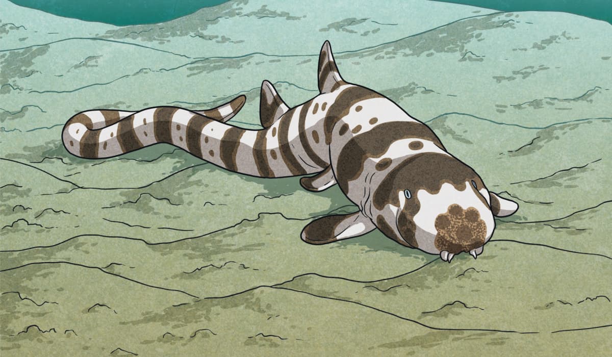 Walking Shark - Twinkl NewsRoom - Twinkl