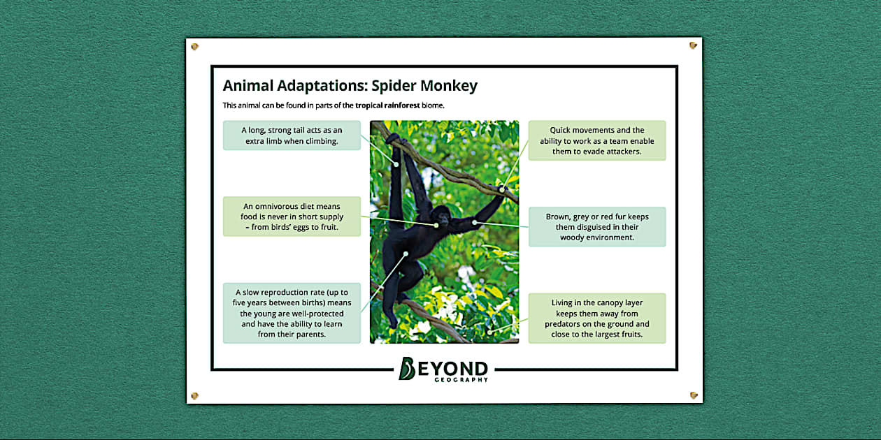 Spider Monkey Adaptations Poster | Geography | Beyond