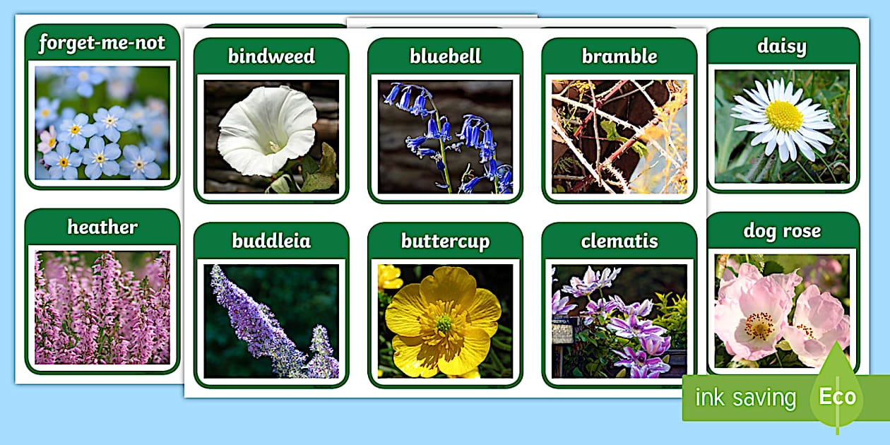 Editable Plants and Flowers Flashcards (teacher made)