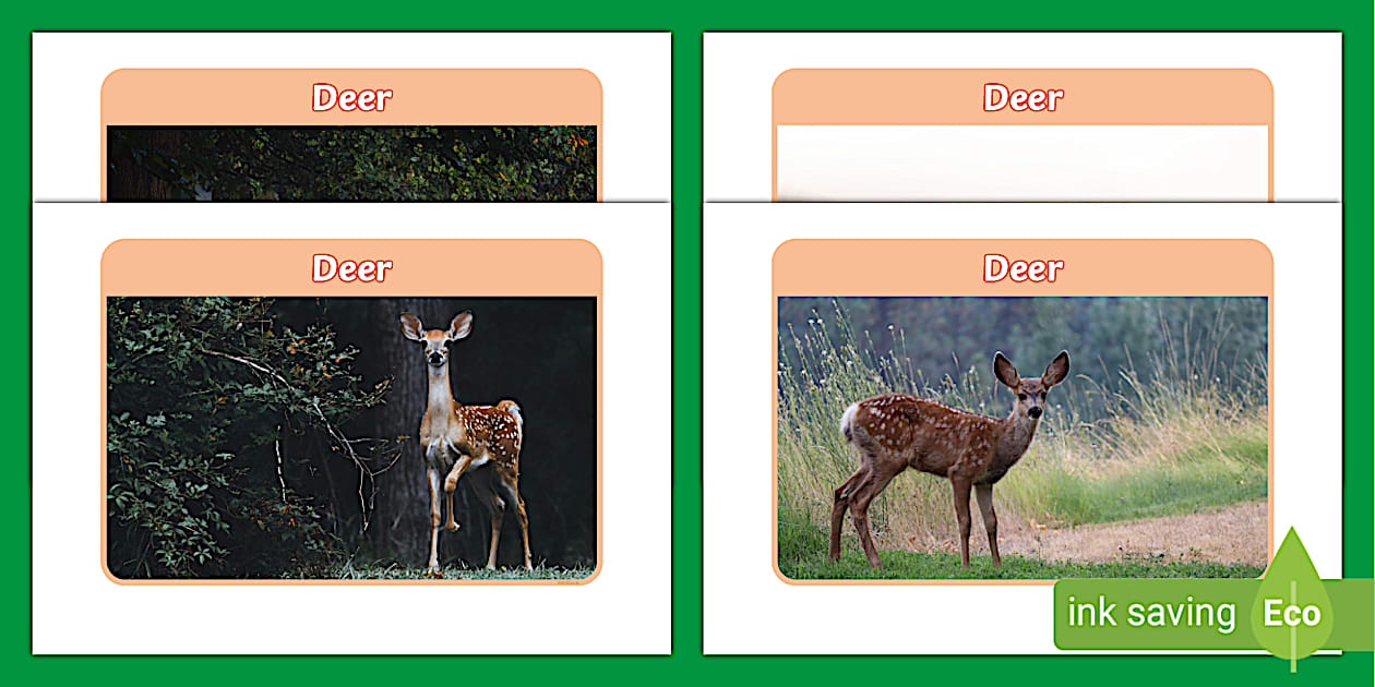 Deer Photo Pack (teacher made) - Twinkl