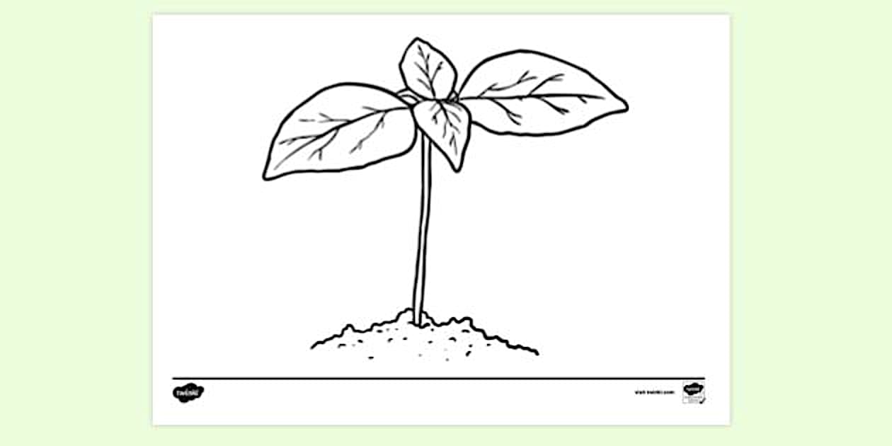 Sapling Colouring Sheet (professor feito) - Twinkl