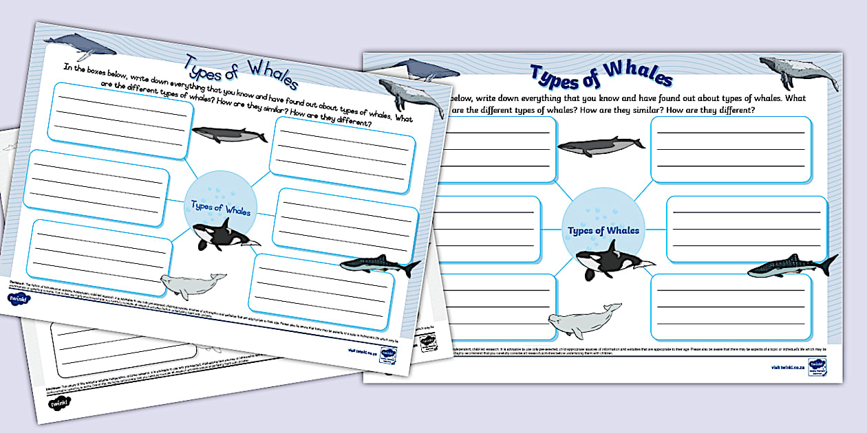 Types of Whales Mind Map (teacher made) - Twinkl