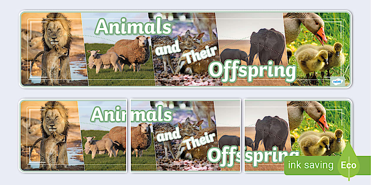 Animals and Their Offspring Display Banner (teacher made)