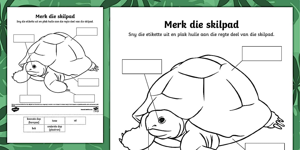 Merk die Skilpadwerkblad - Twinkl