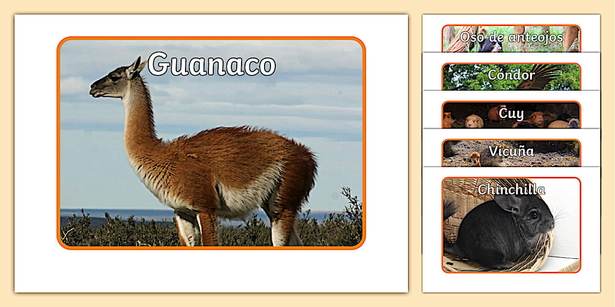 Imágenes: Animales de la sierra peruana | Twinkl Perú