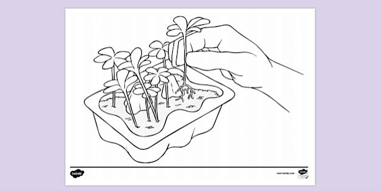 Thin Out the Seedlings Colouring Sheet (teacher made)