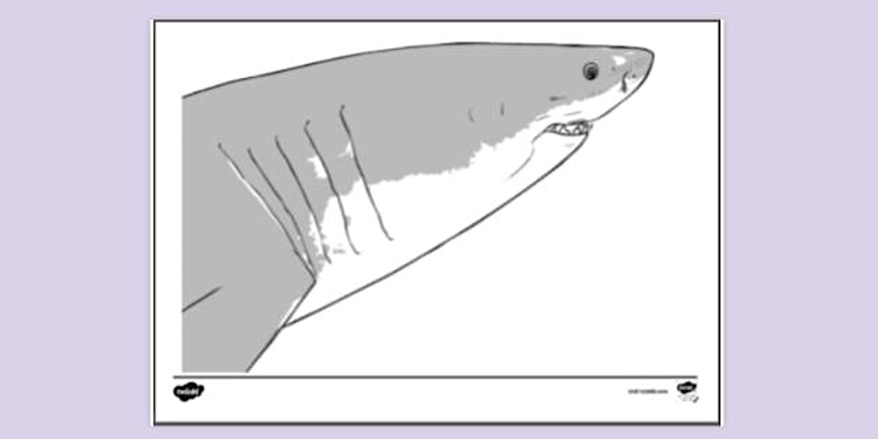 Gills Shark Colouring Sheet | Colouring Sheets - Twinkl