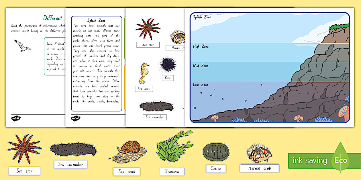 Habitats on NZ's Rocky Shore Activity - Twinkl