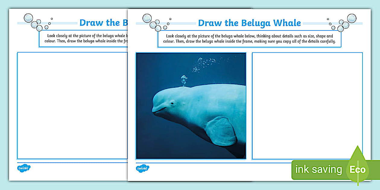 Draw the Beluga Whale Art Activity (teacher made) - Twinkl