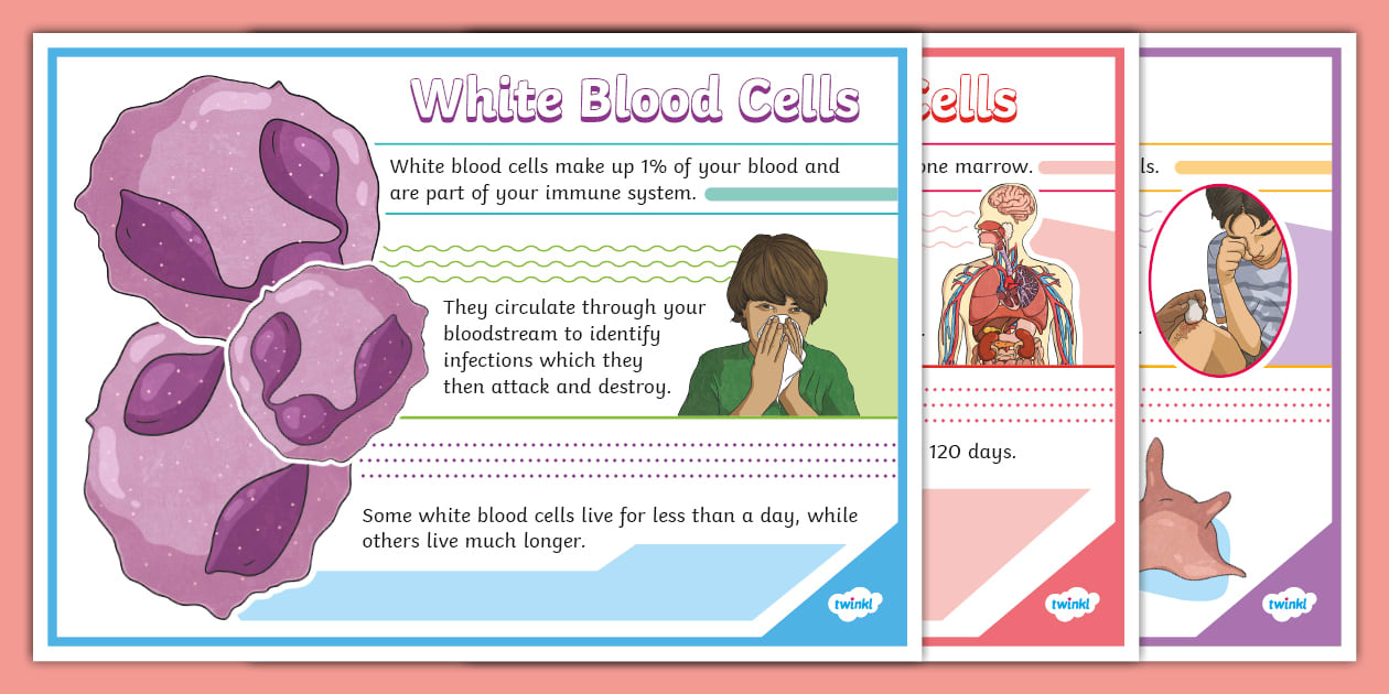 Blood Cells Posters - Twinkl - KS2 (Teacher-Made) - Twinkl