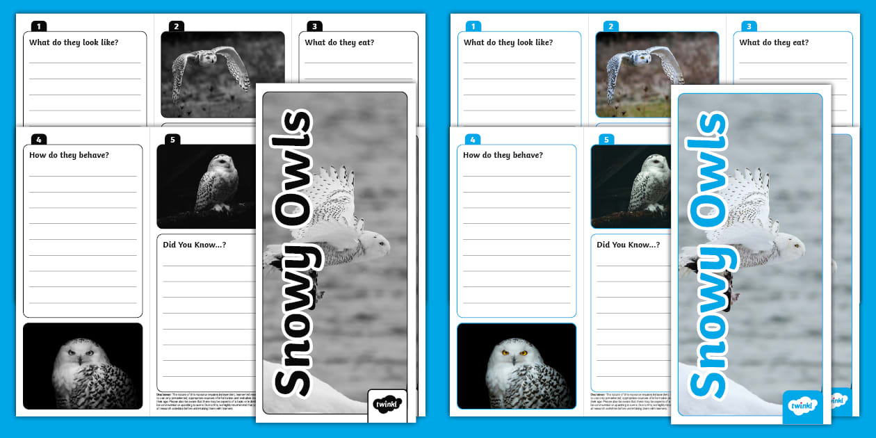 Snowy Owl Leaflet Template - Twinkl Writing (teacher made)