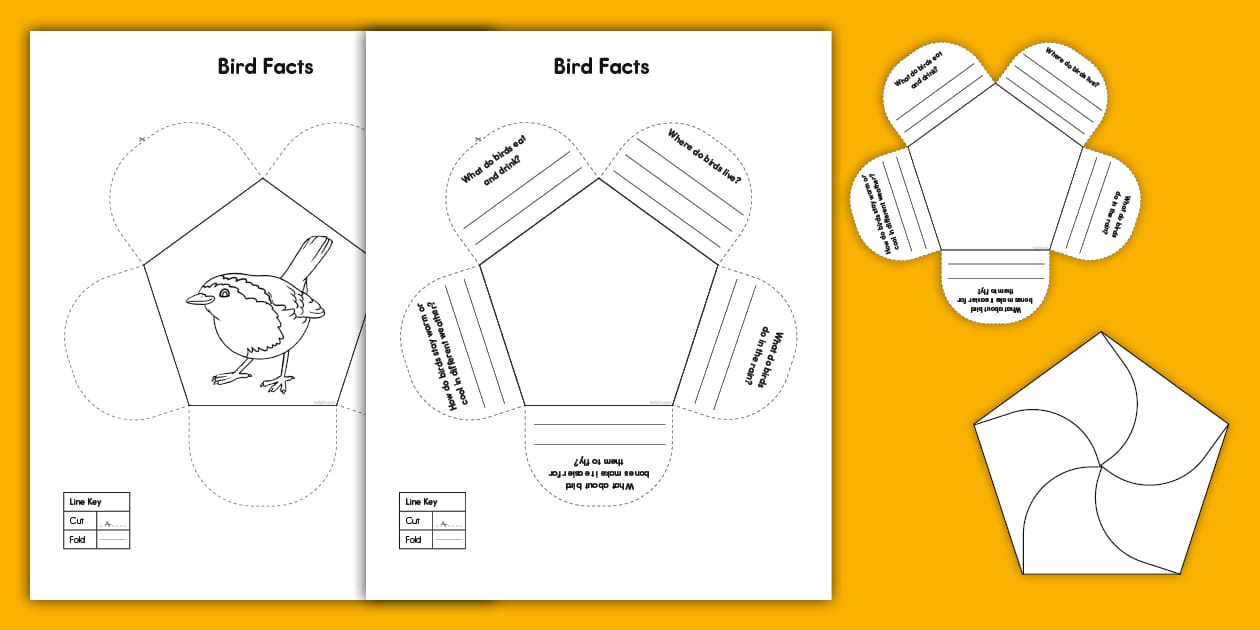 Basic Bird Facts Flower Foldable (teacher made) - Twinkl
