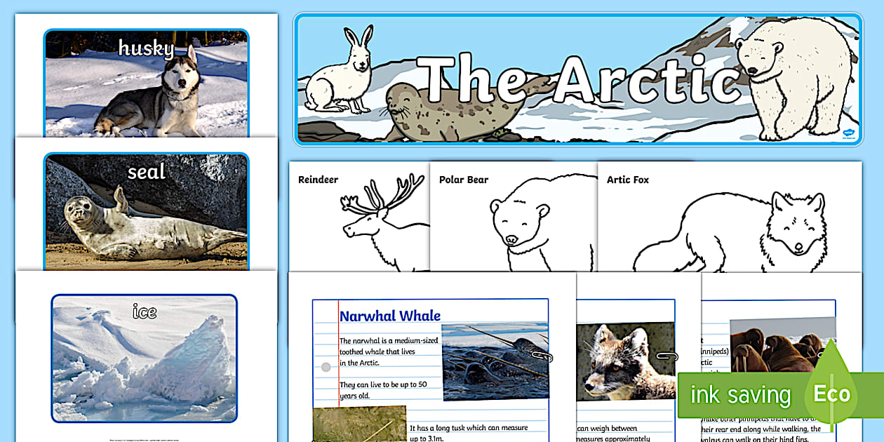 Arctic Display Pack - Snow Animals - Teacher Made - Twinkl