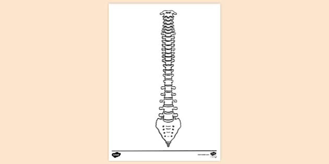 Spine Colouring | Colouring Sheets