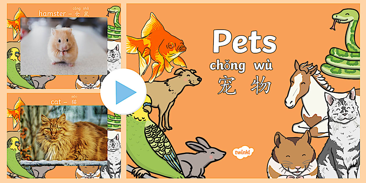 Pets Photo PowerPoint English/Mandarin Chinese/Pinyin - domestic ...