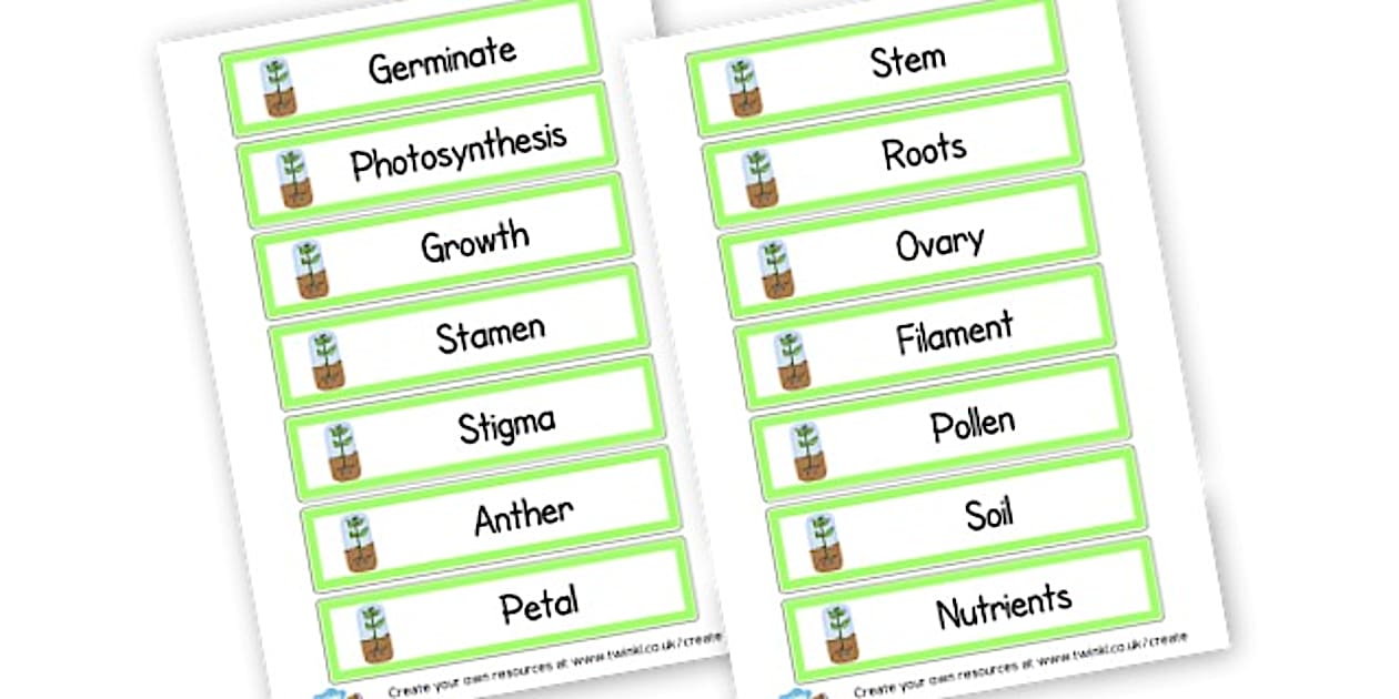 Plants Word Cards (teacher made) - Twinkl