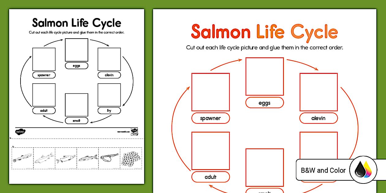 Prekindergarten Salmon Life Cycle Cut and Paste Activity