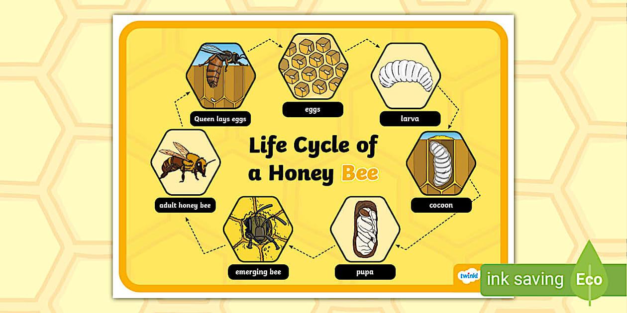 Life Cycle of a Bee (Display Poster) (Teacher-Made) - Twinkl