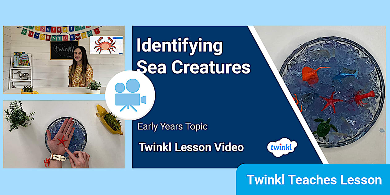 Identifying Sea Creatures Video Lesson | EYFS Under the Sea