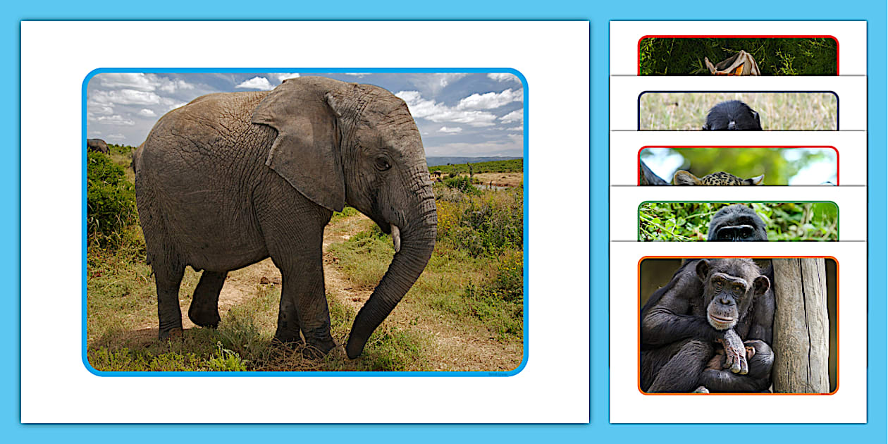 Congo Rainforest Animals Photo Pack