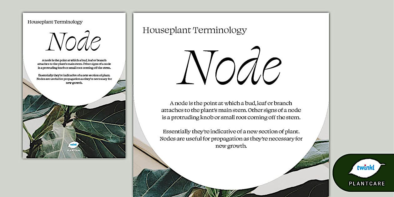 'Node' Plantcare Terminology Poster (teacher made) - Twinkl