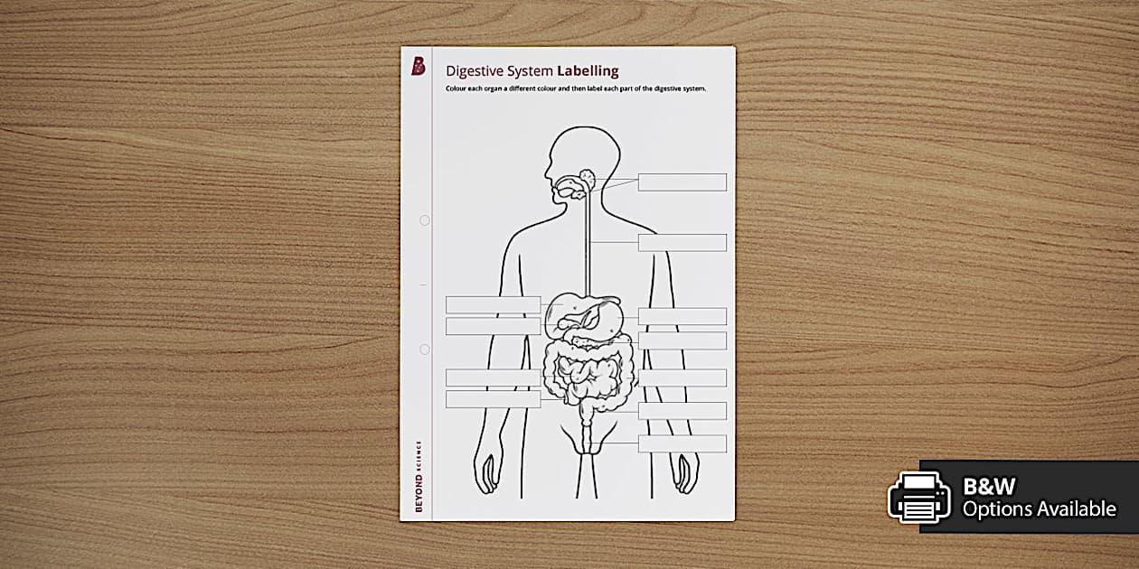 Digestive System Colouring Sheet - Beyond Secondary Science