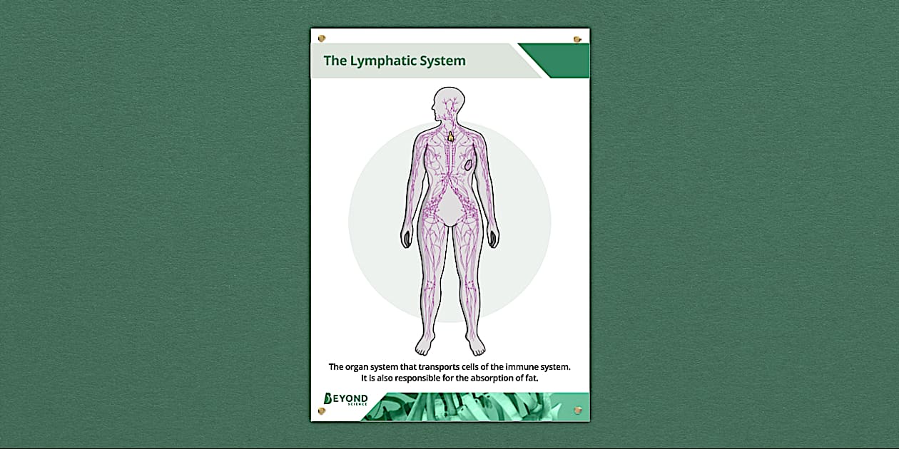 Lymphatic System Display Poster | Science | Beyond - Twinkl