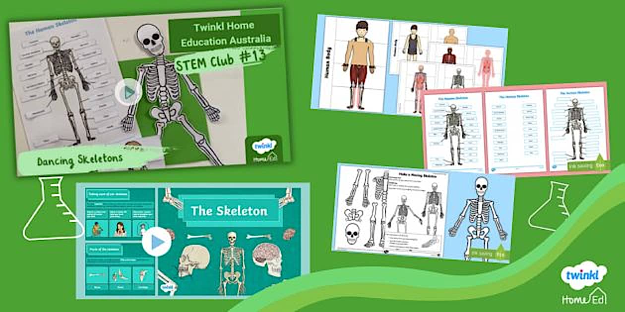 Skeletal System Lesson Plan | Home Educators | Twinkl