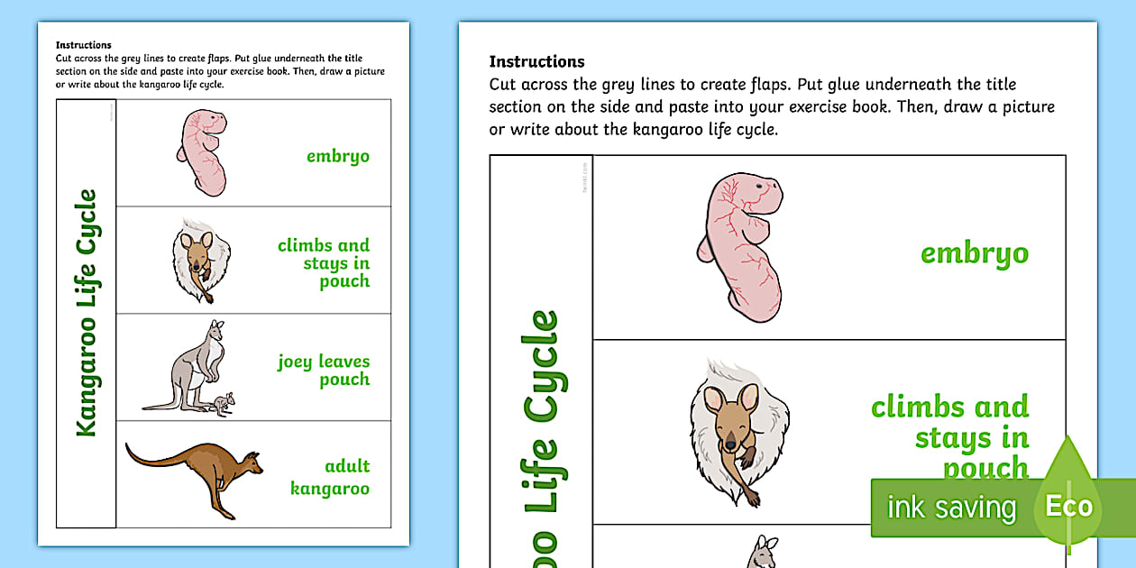 SA Kangaroo Life Cycle Flapbook (teacher made) - Twinkl