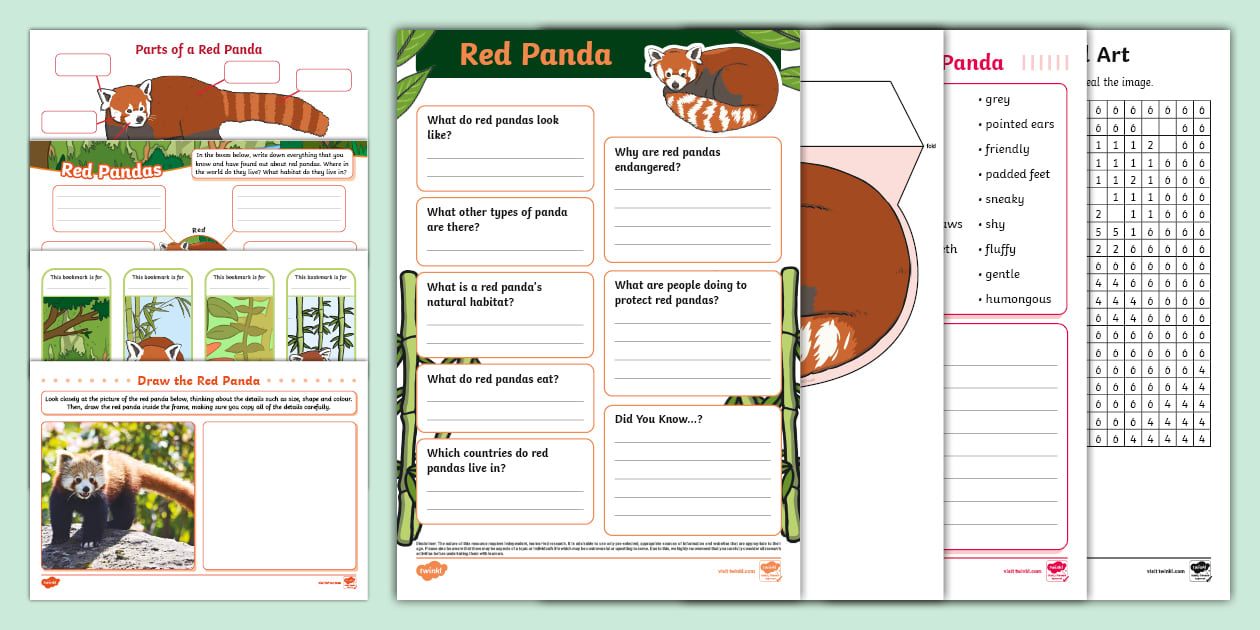 Red Pandas Activity Pack (teacher made) - Twinkl