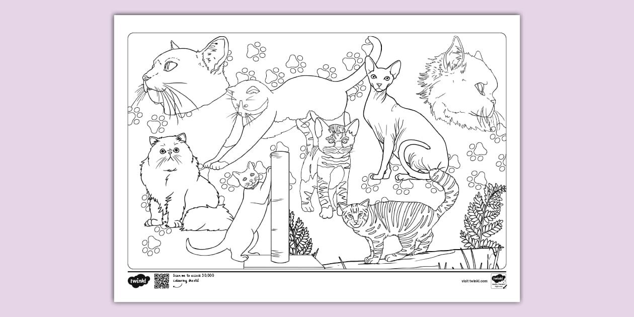 Cat Montage Colouring Page - Twinkl Primary - Twinkl