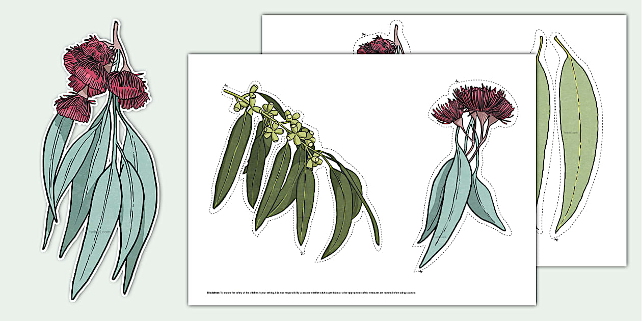 Eucalyptus Display Cut-Outs (teacher made) - Twinkl