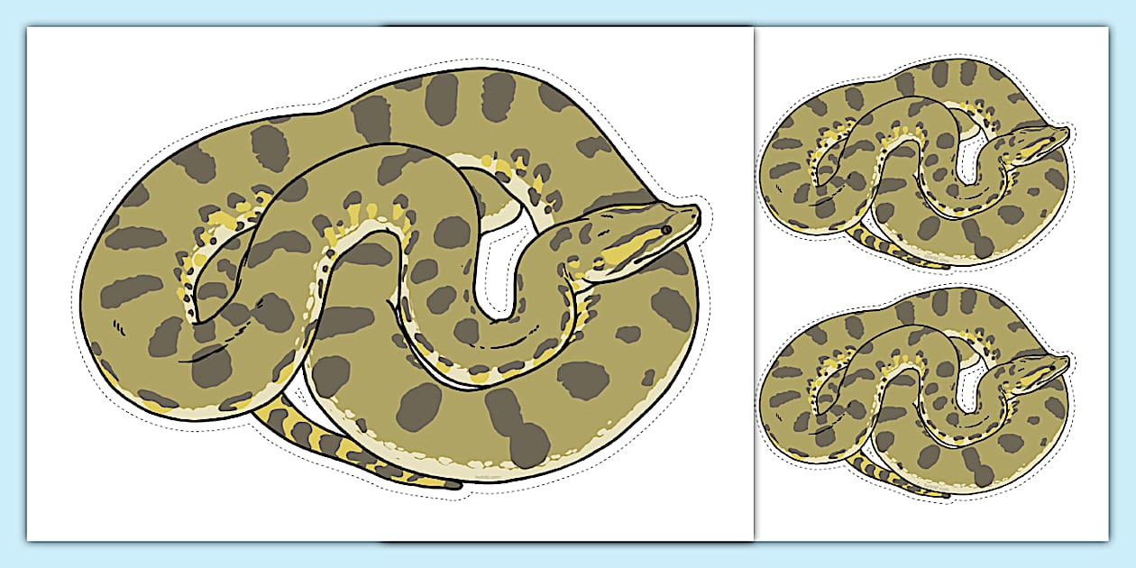 Anaconda dibujo (teacher made) - Twinkl