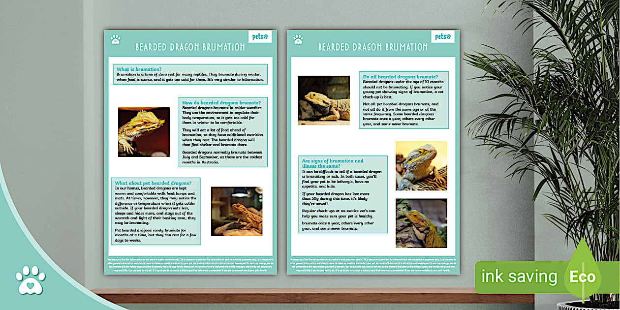 Bearded Dragon Brumation - Information Sheet (teacher made)
