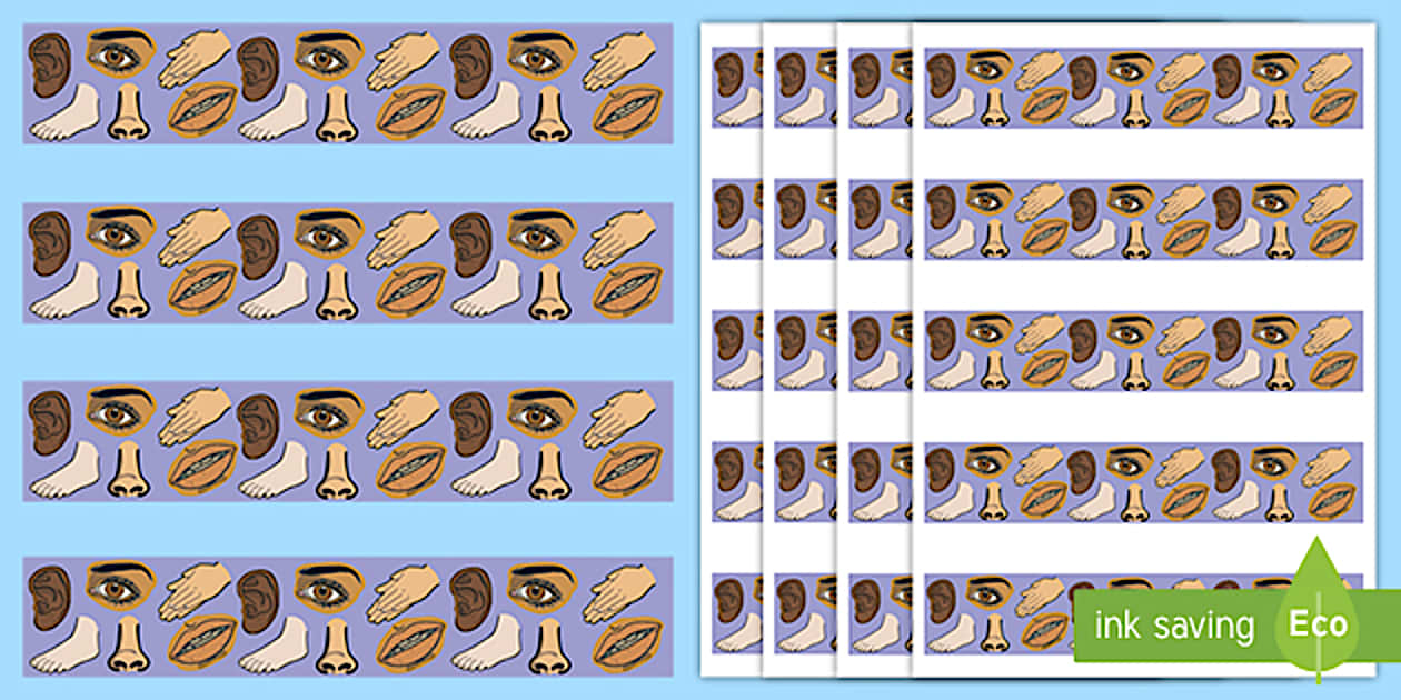 Body Display Borders (teacher made) - Twinkl