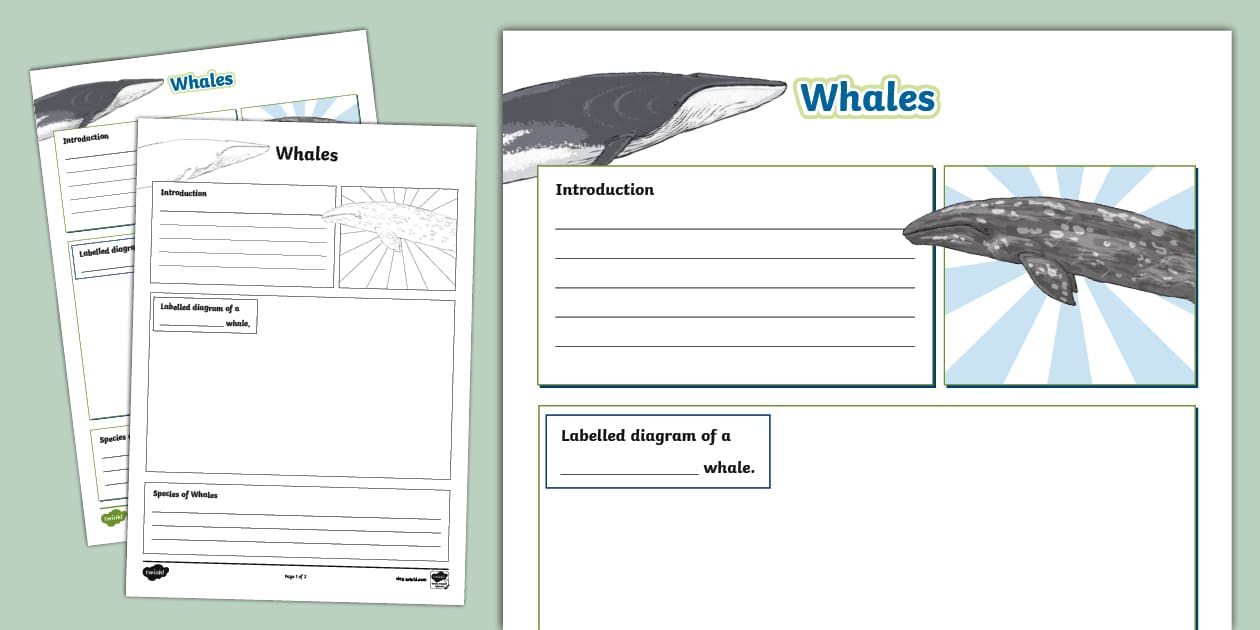 Whales Non-Chronological Report Template - Twinkl
