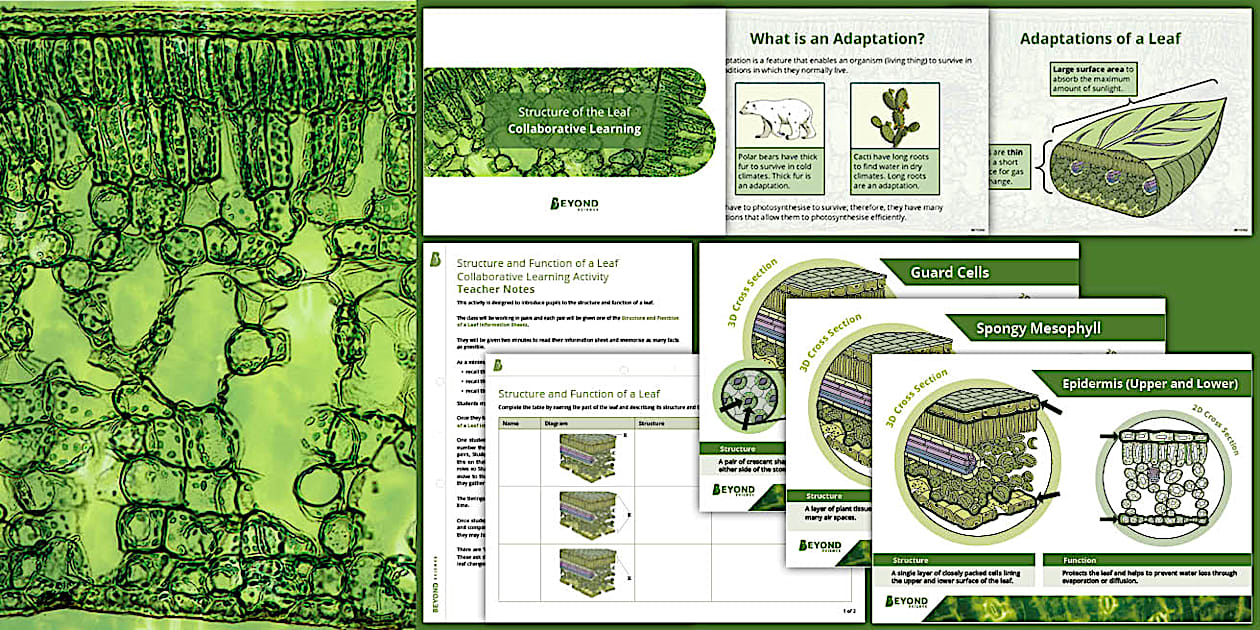 Structure of the Leaf Collaborative Learning Activity