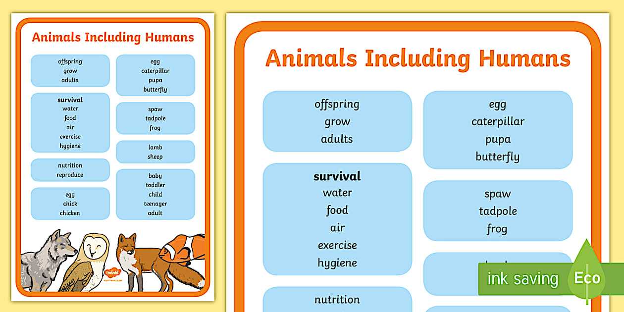Ages 6-7 Animals Including Humans Scientific Vocabulary Poster