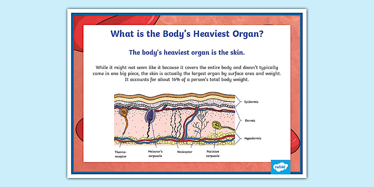 The Body's Heaviest Organ Display Poster (Teacher-Made)