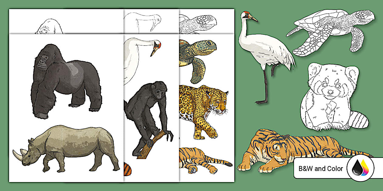 Endangered Animals Cutouts (teacher made) - Twinkl