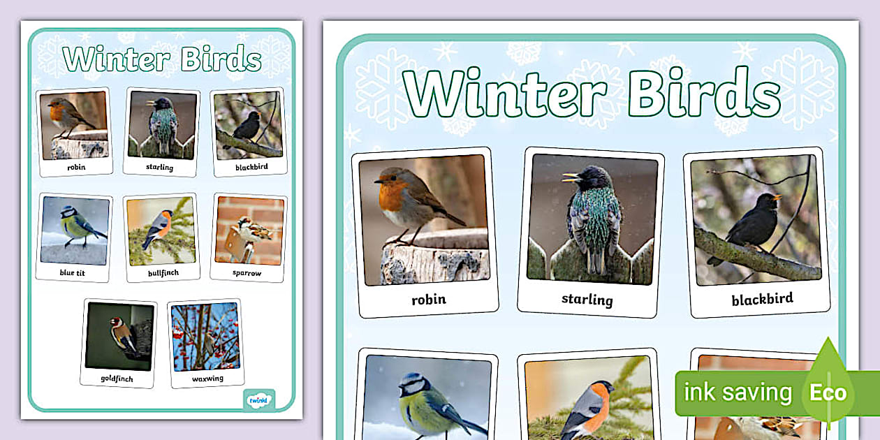 Winter Birds Photo Display Poster (teacher made) - Twinkl