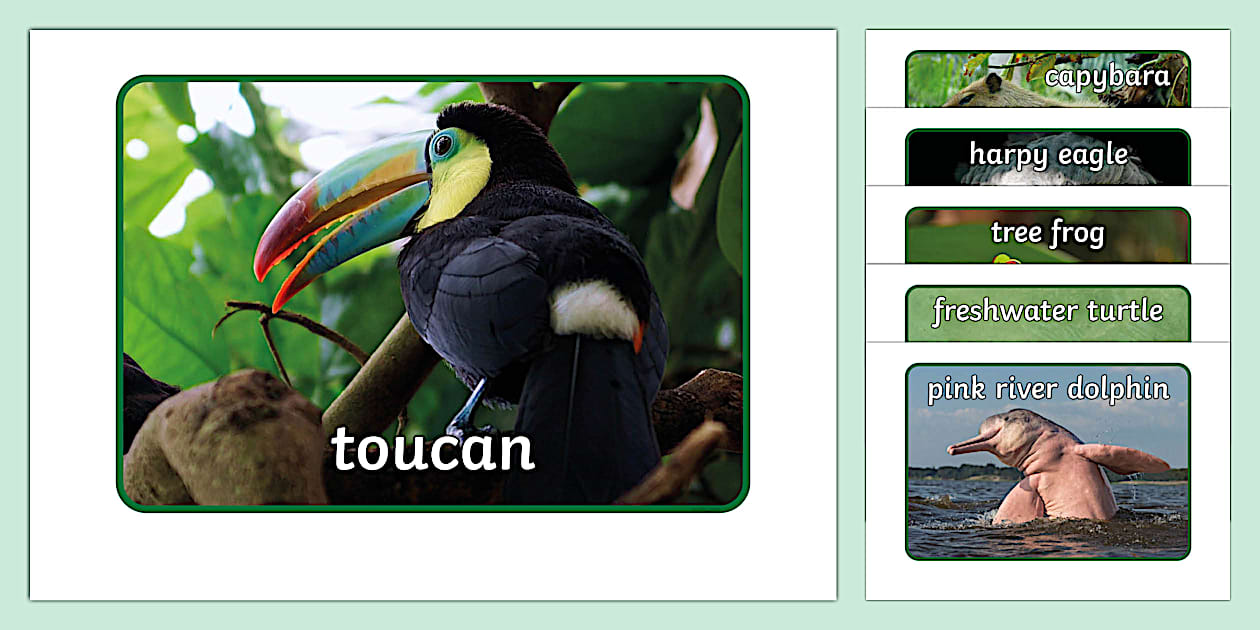 Animals of the Amazon Rainforest Display Posters | Twinkl