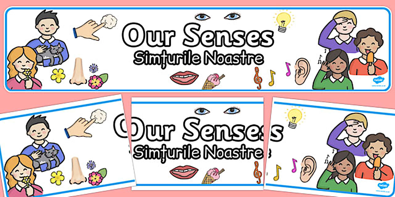 👉 Our Senses Display Banner Romanian Translation - Twinkl