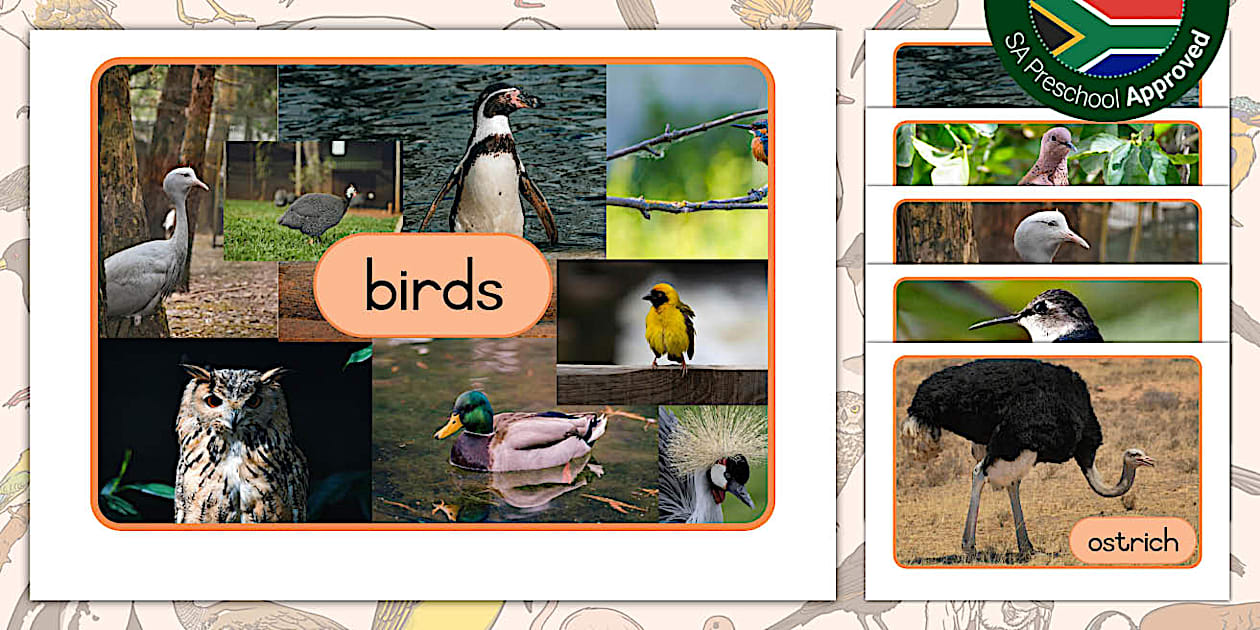 Birds Display Photos - Twinkl South Africa - Twinkl