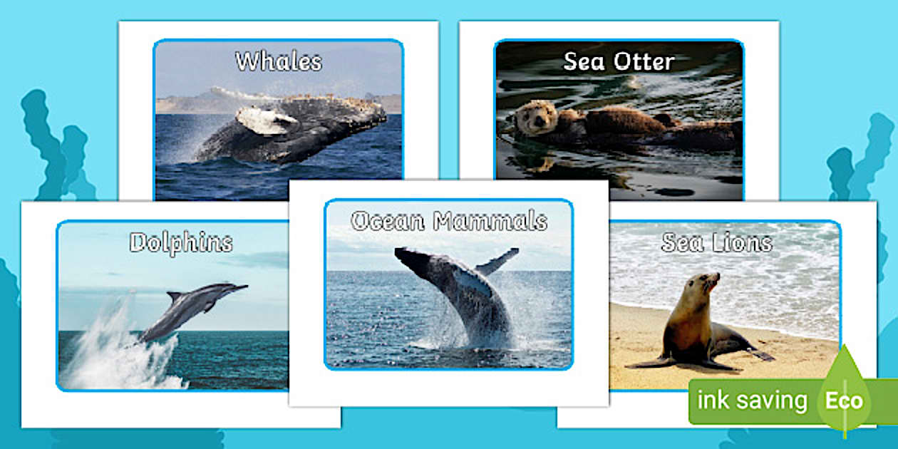 Ocean Mammals Display Photos (Teacher-Made) - Twinkl