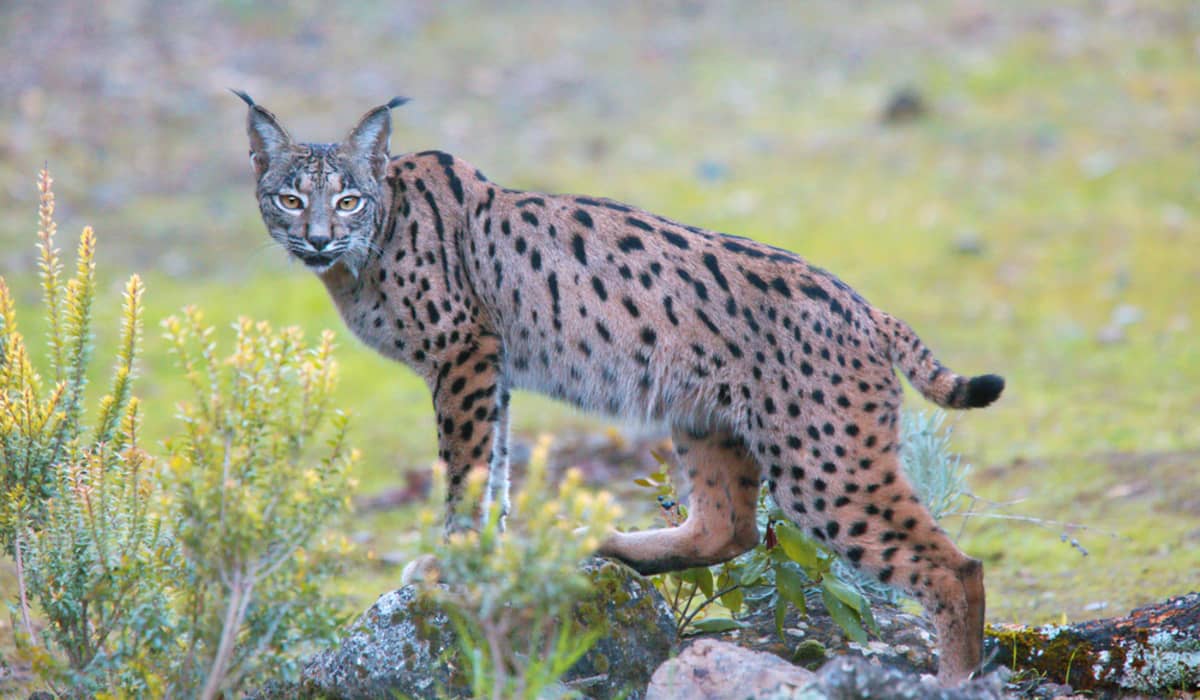 Iberian Lynx No Longer Endangered - Twinkl NewsRoom - Twinkl