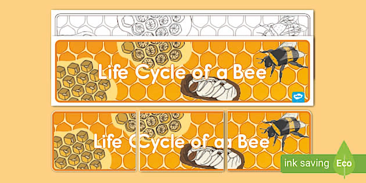 Printable Bee Life Cycle Banner | World Bee Day | Twinkl USA