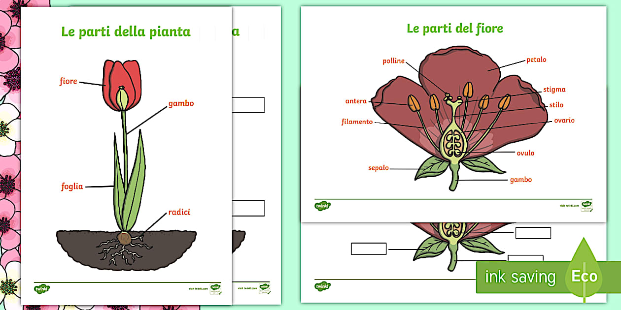 Identificare le Parti della Pianta | Risorse Scuola Primaria