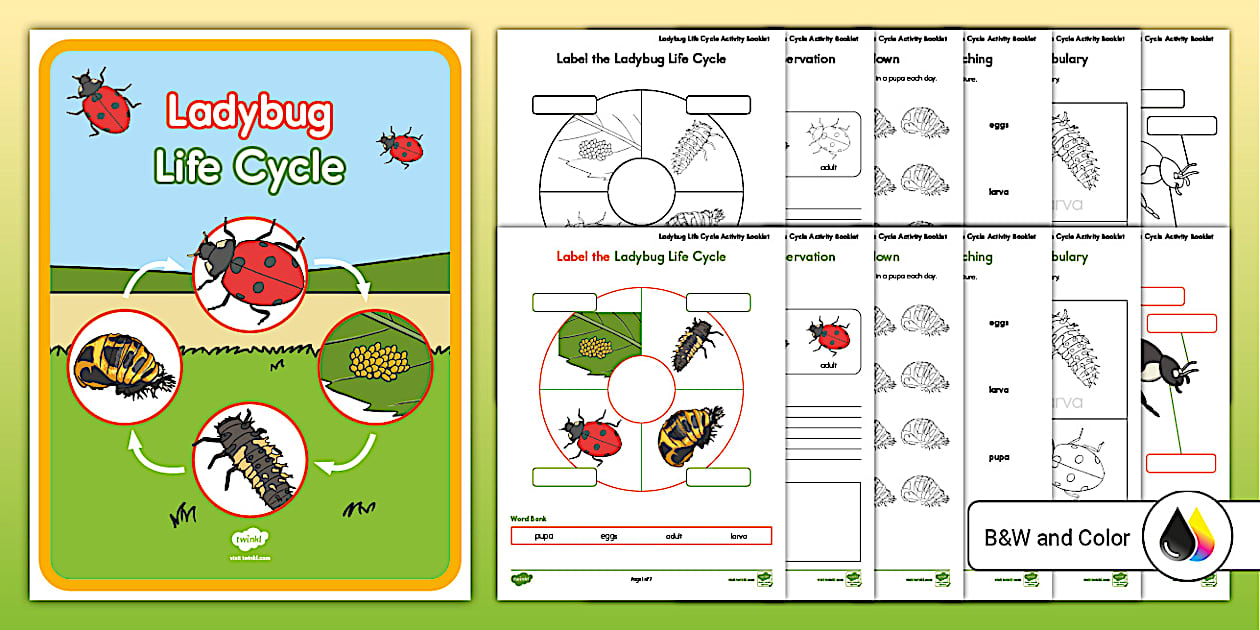 Ladybug Life Cycle Activity Booklet (teacher made) - Twinkl