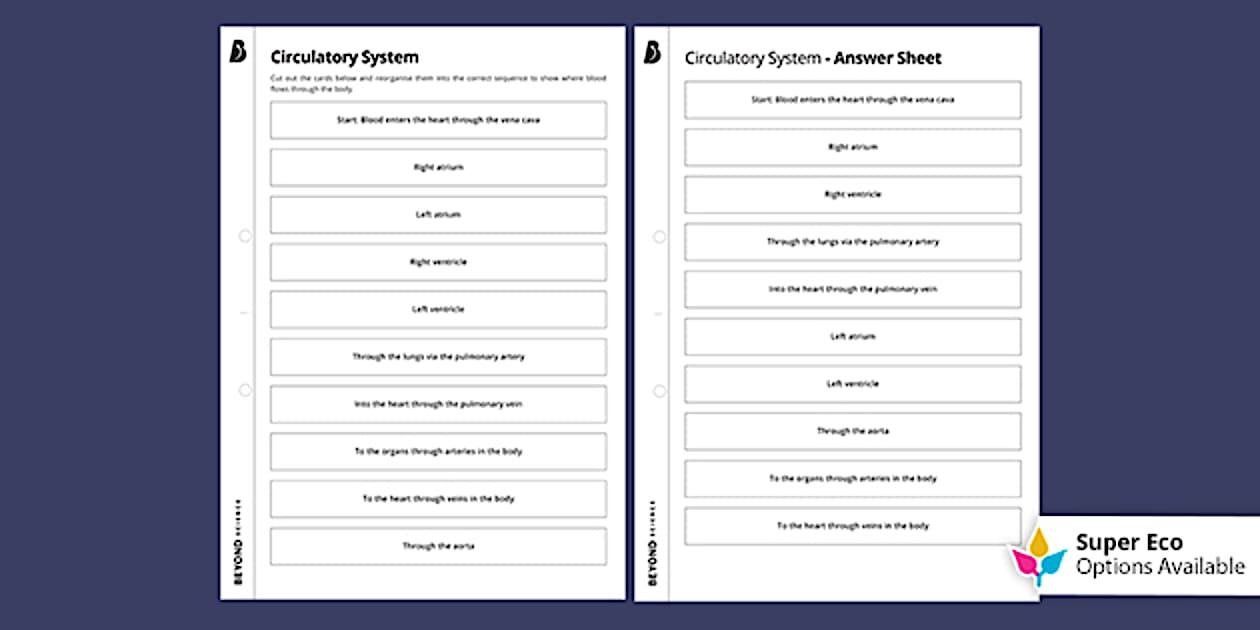 Circulatory System Sequencing Cards - KS3/KS4 (teacher made)